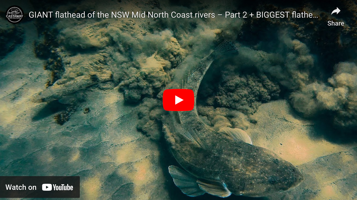 VIDEO: Swimming with giant flathead! - Fishing World Australia