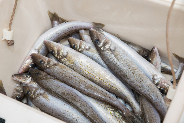 Catch and Cook: King George whiting - Fishing World Australia