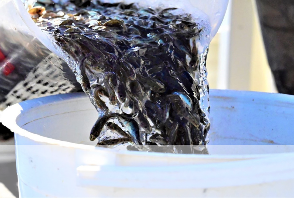 Have your say on freshwater fish stocking - Fishing World Australia