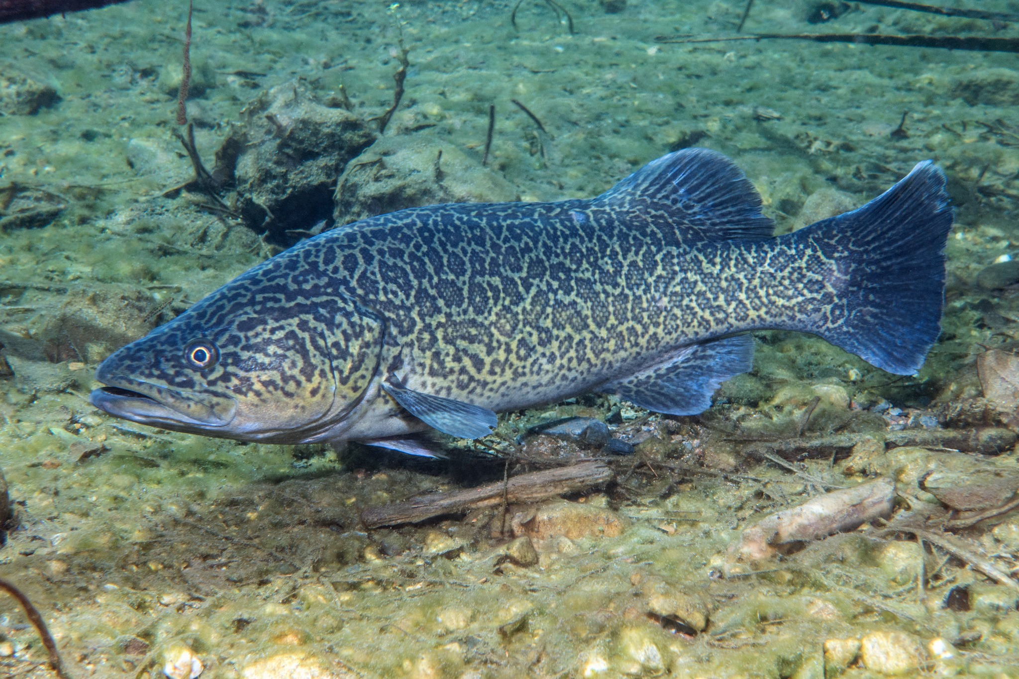August is Eastern freshwater cod breeding season - Fishing World Australia
