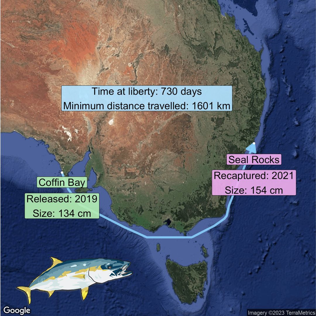 Kingfish travels 1601 km! - Fishing World Australia