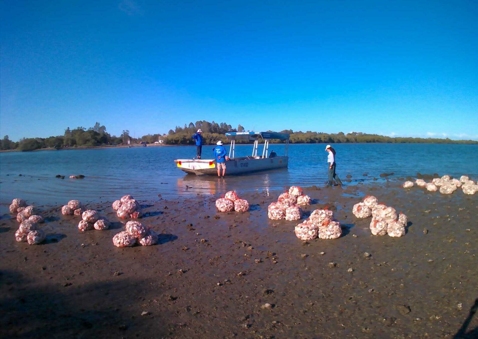 Game-changer for shellfish restoration - Fishing World Australia