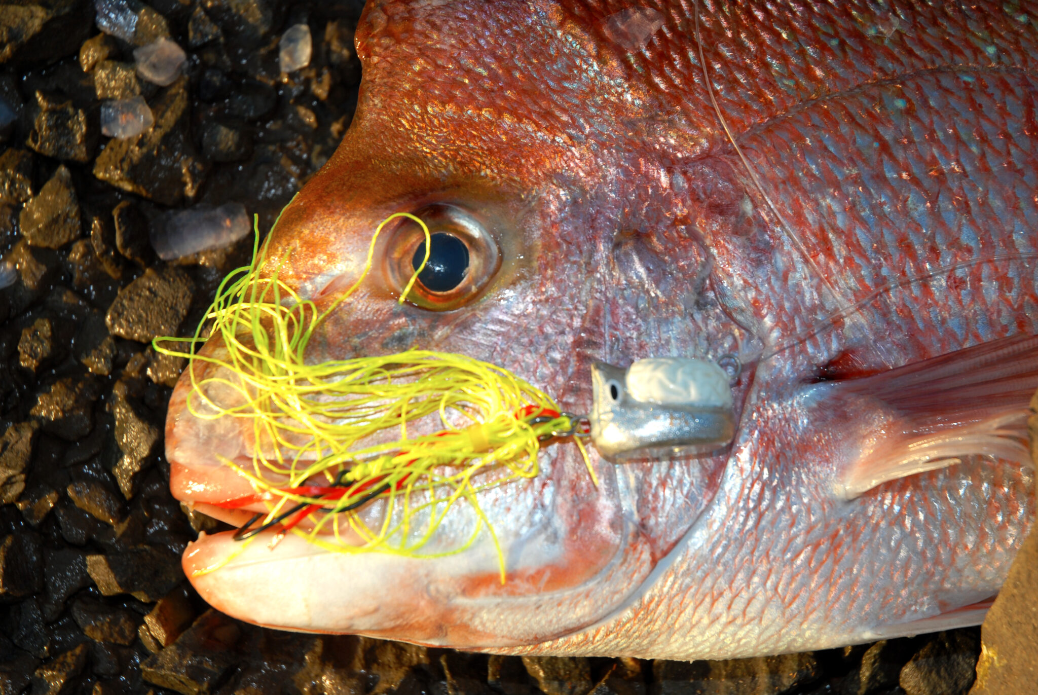 Fishing inshore reefs - Fishing World Australia
