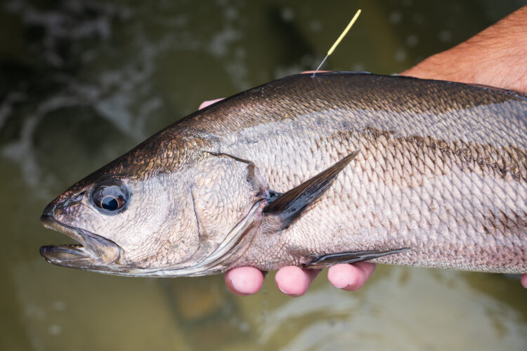 FISH FACTS: The future of mulloway - Fishing World Australia