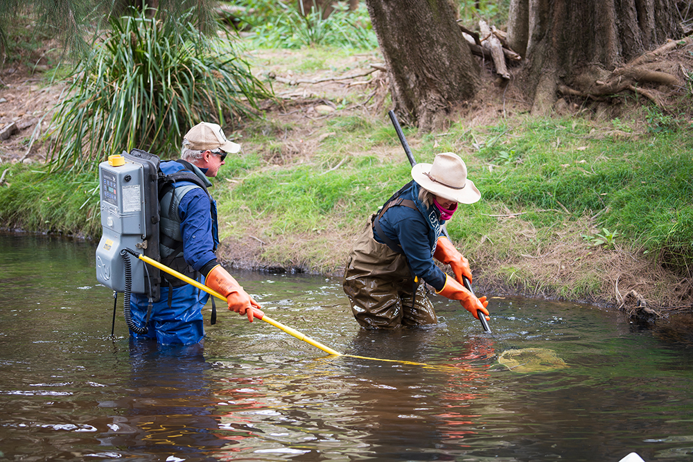 VIDEO: Bring back the Mac - Fishing World Australia