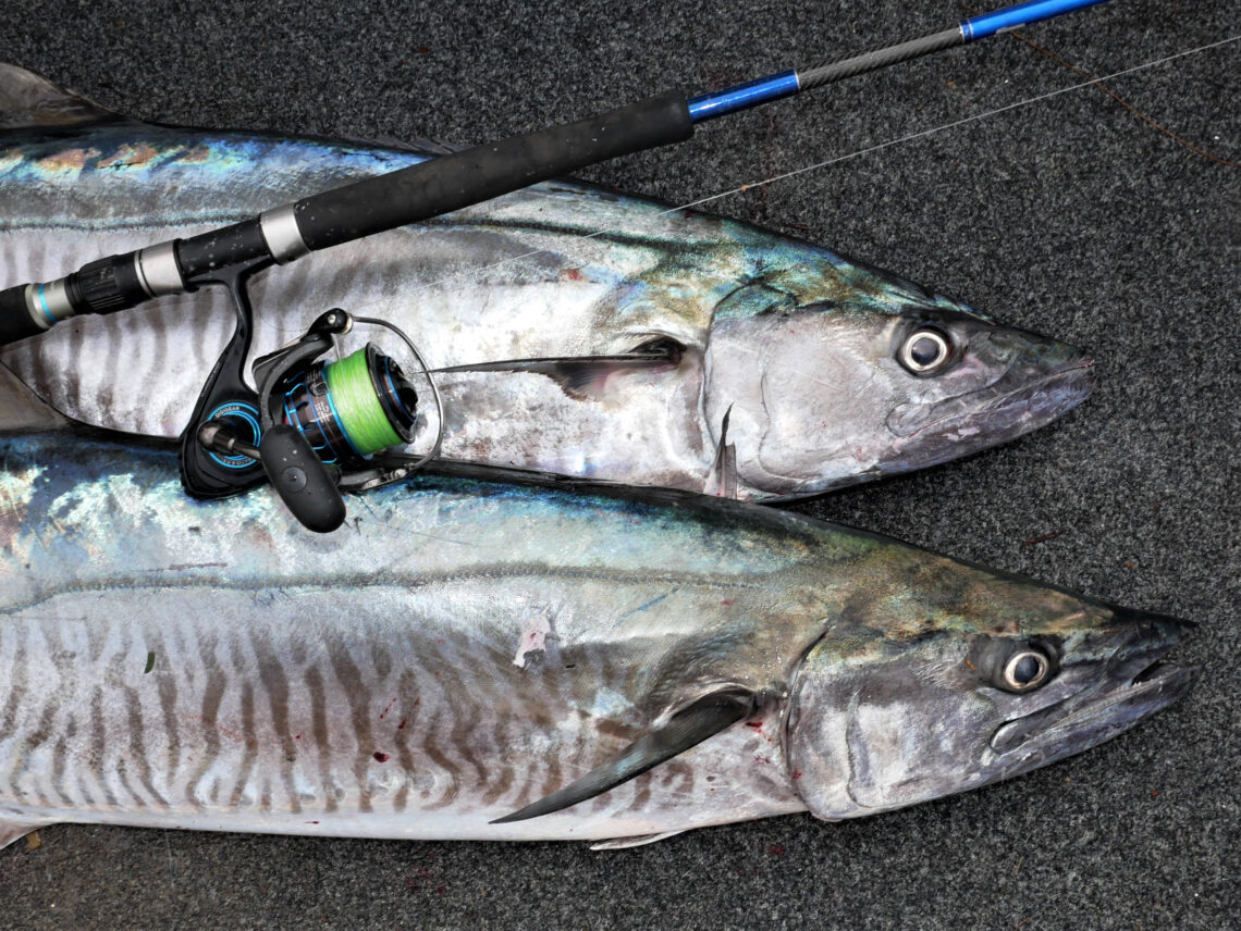 How to catch mackerel - Fishing World Australia