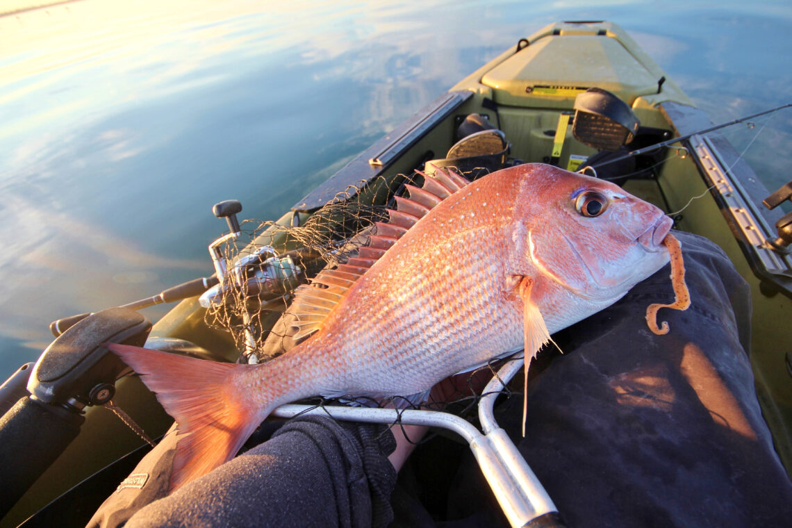 Melbourne snapper mission - Fishing World Australia