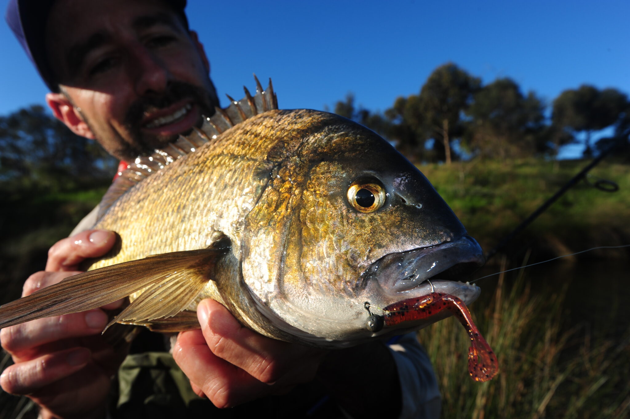 Tight water bream - Fishing World Australia