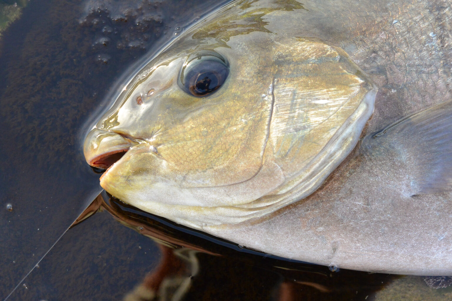 How to catch luderick - Fishing World Australia