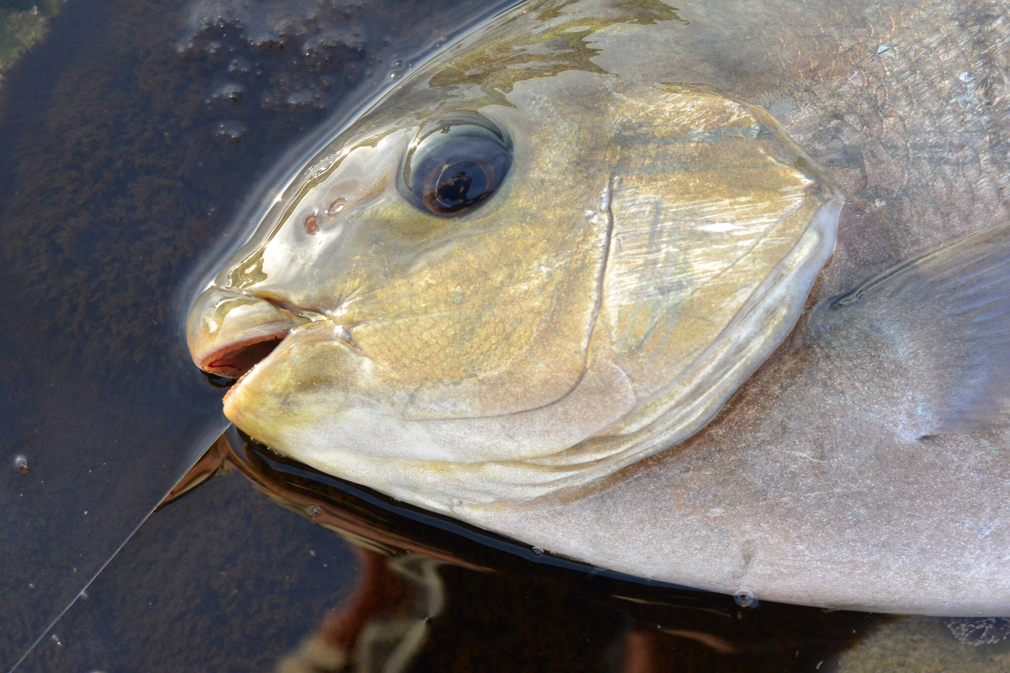 How to catch luderick - Fishing World Australia