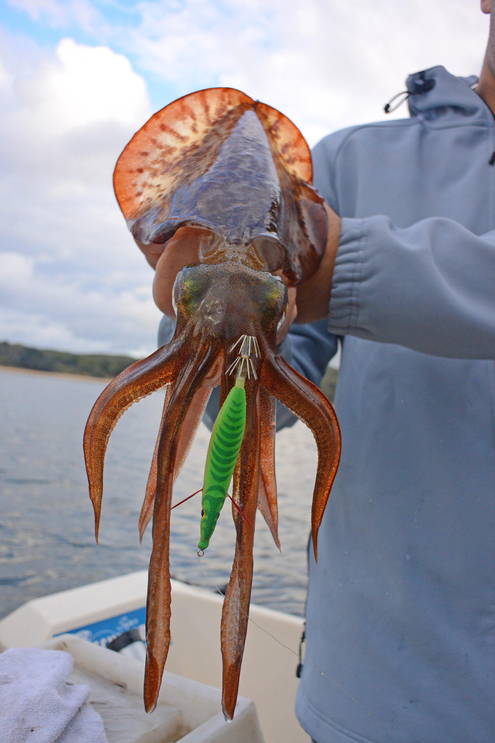 Urban squid - Fishing World Australia