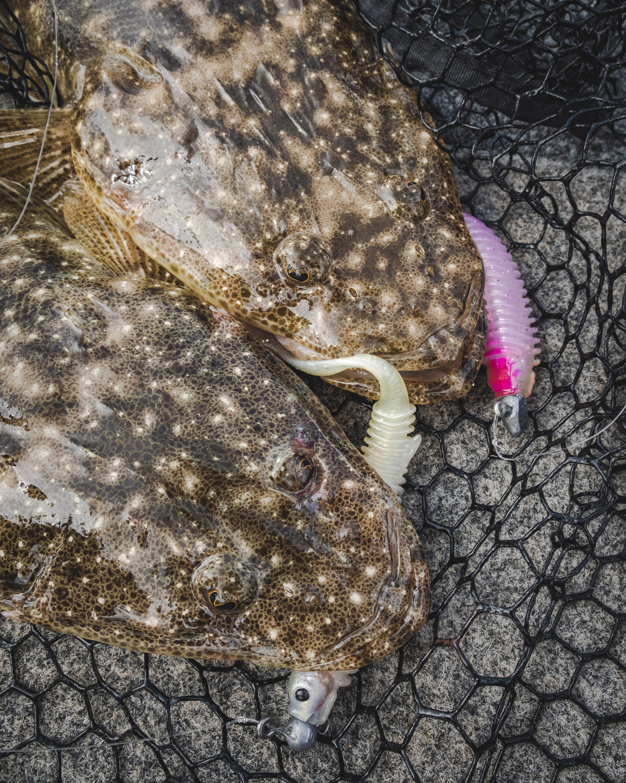 Big lures for trophy flathead - Fishing World Australia