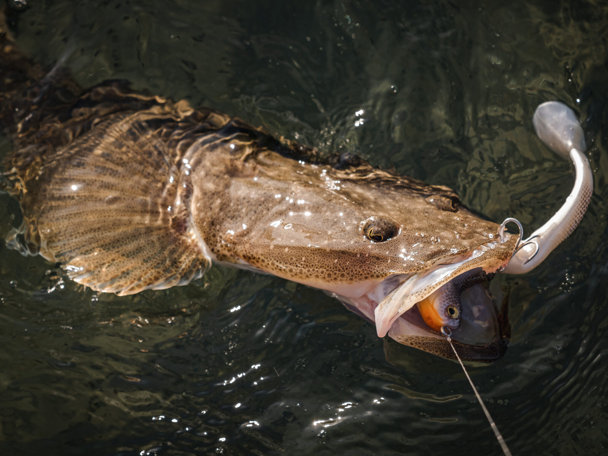 Big lures for trophy flathead - Fishing World Australia