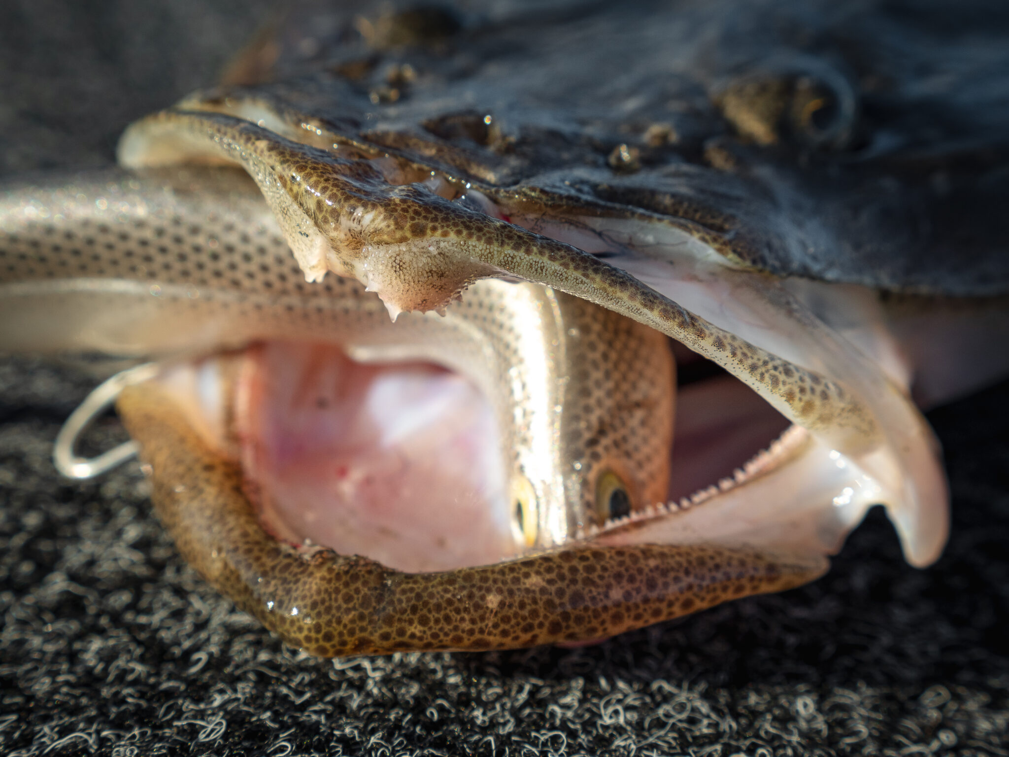 Big lures for trophy flathead - Fishing World Australia