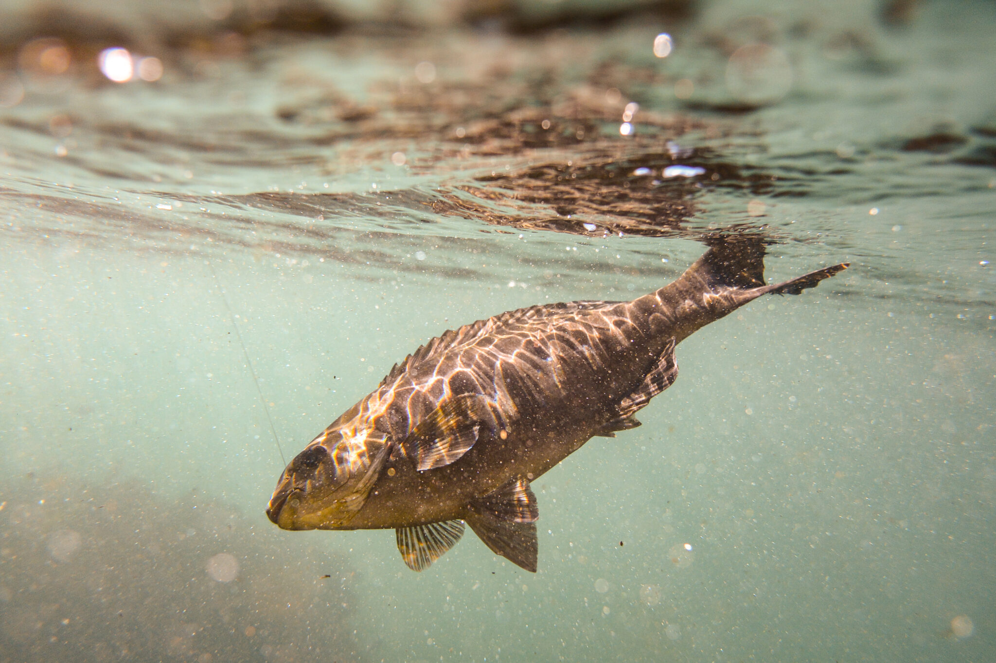 How to catch luderick - Fishing World Australia