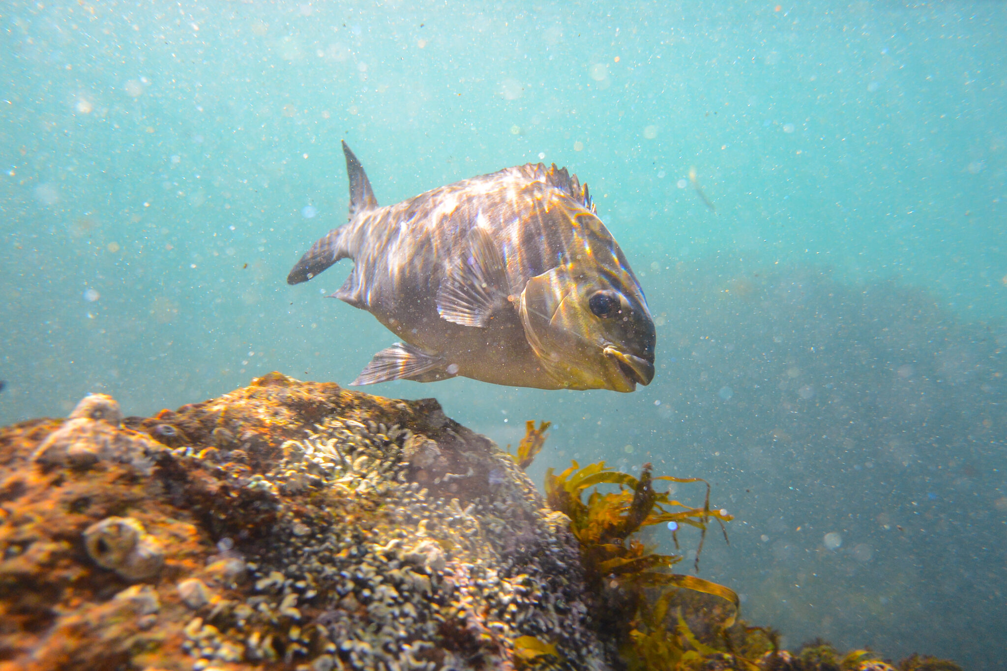 How to catch luderick - Fishing World Australia