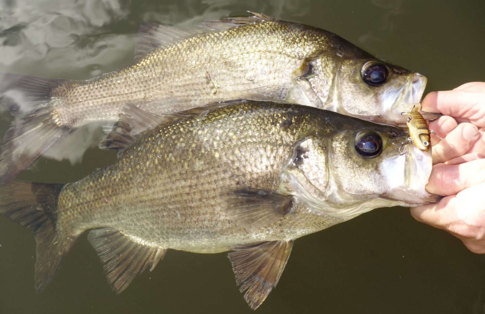 Estuary perch and bass for Brogo Dam - Fishing World Australia