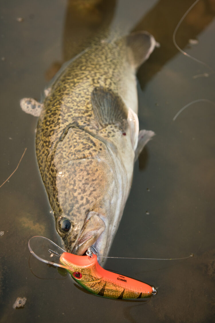 Freshwater fishing basics - Fishing World Australia