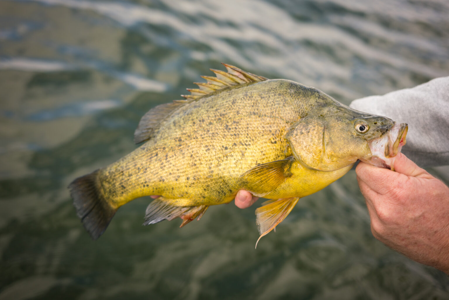 Freshwater fishing basics - Fishing World Australia