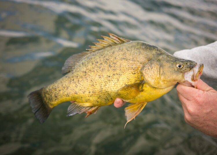 Top 5 tips for catching flathead - Fishing World Australia