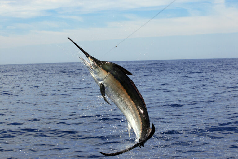 Marlins of the world - Fishing World Australia