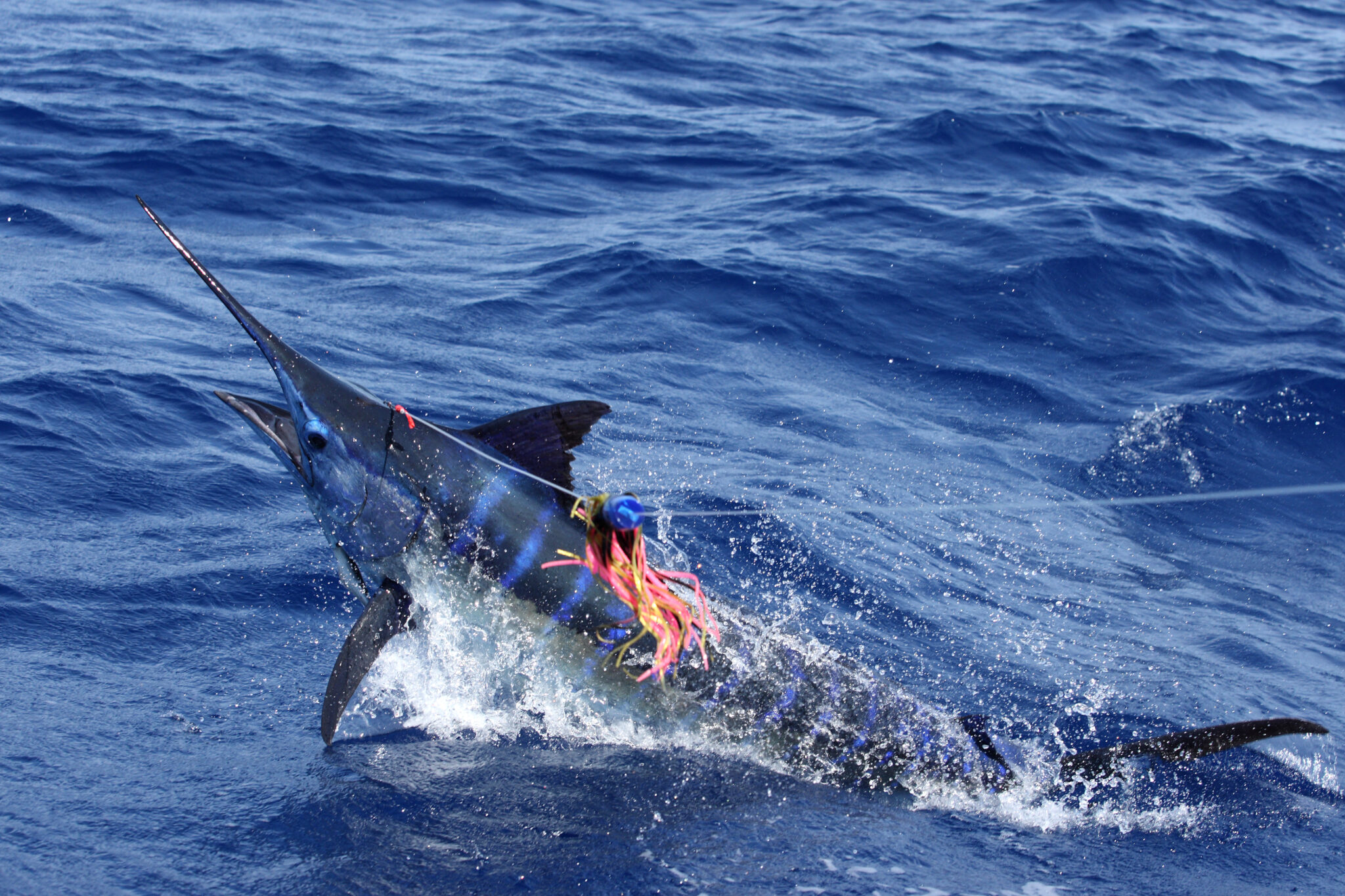 Marlins of the world - Fishing World Australia