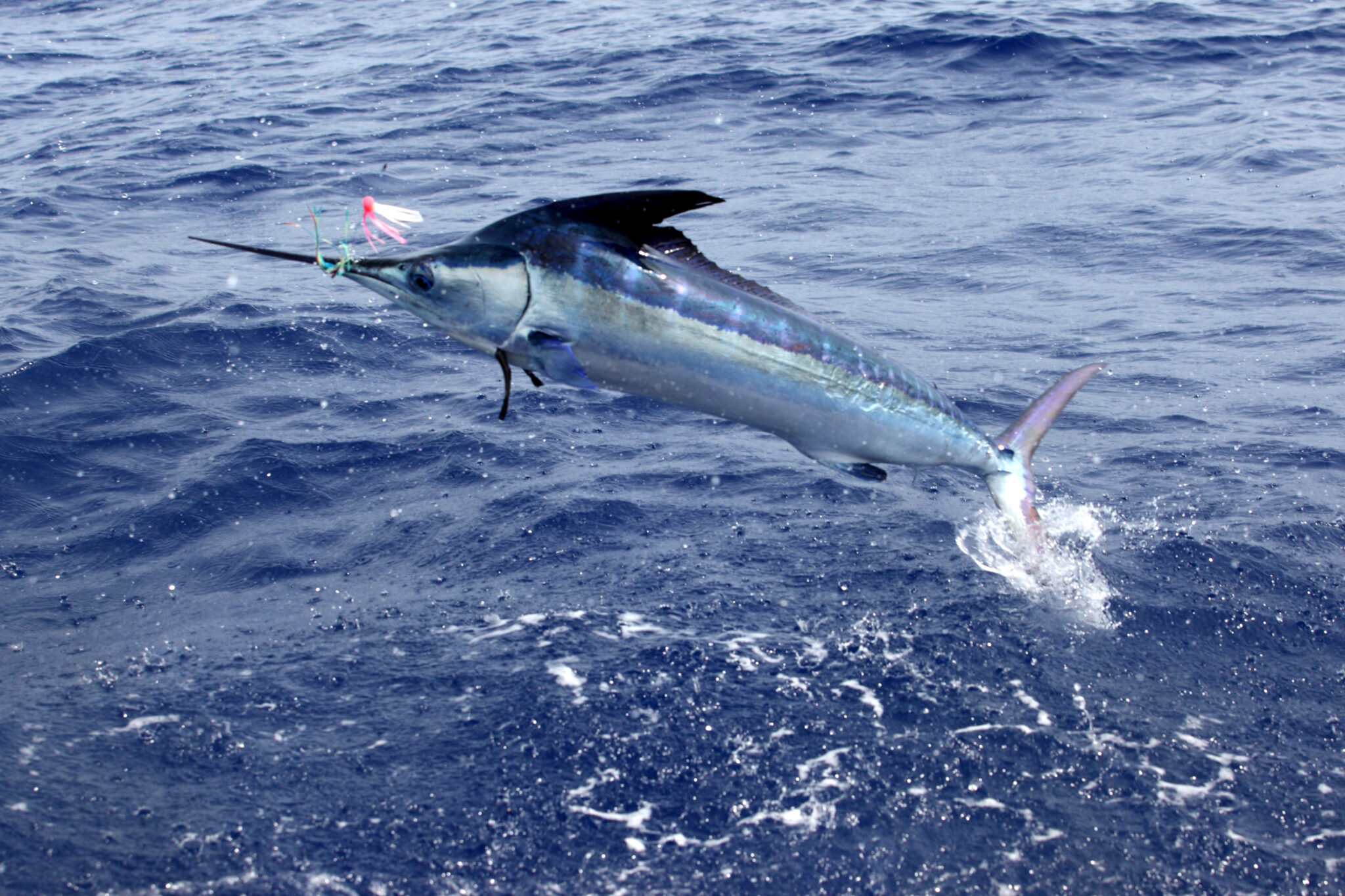 Marlins of the world - Fishing World Australia