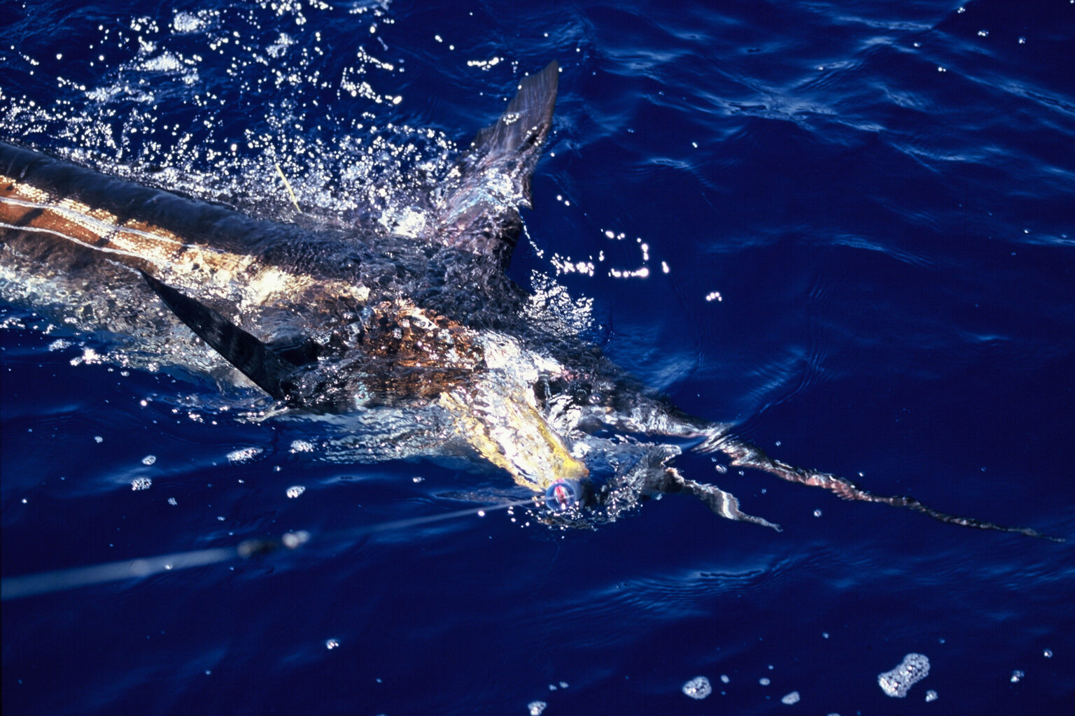 Marlins of the world - Fishing World Australia