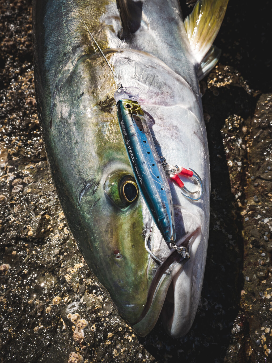 Topwater kingfish - Fishing World Australia