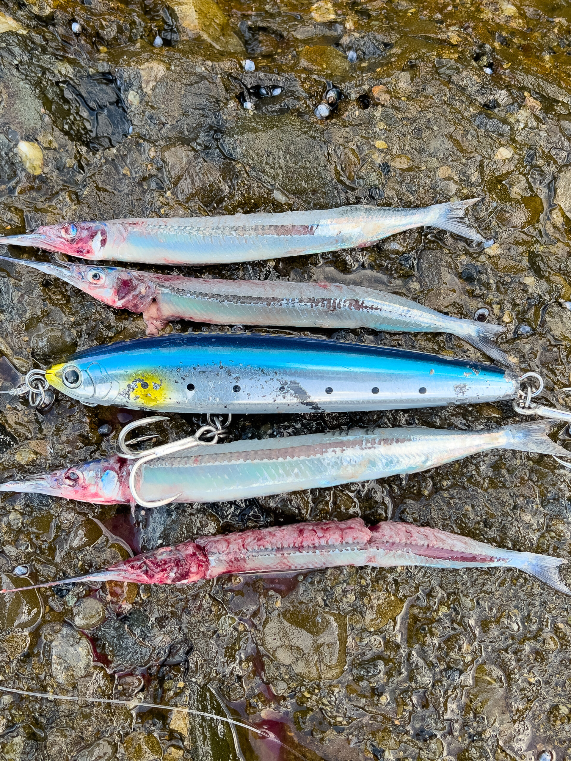 Topwater kingfish - Fishing World Australia