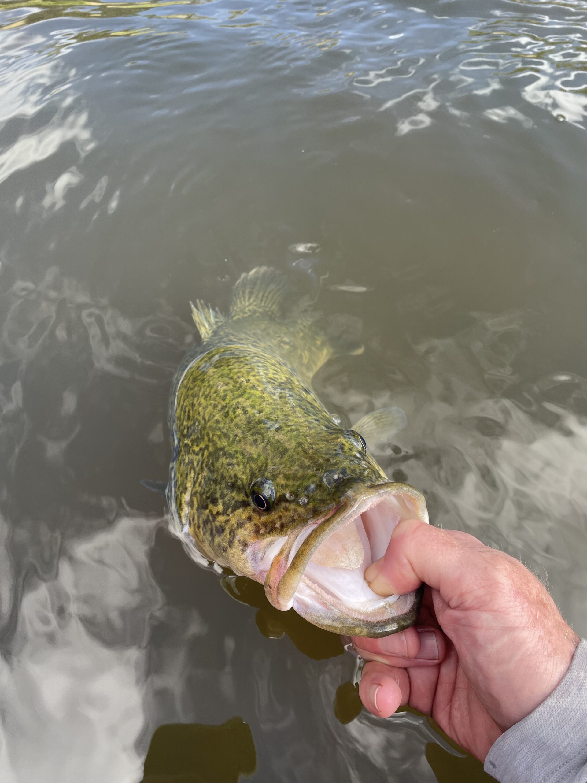 Native fish populations flourishing across Victoria - Fishing World ...