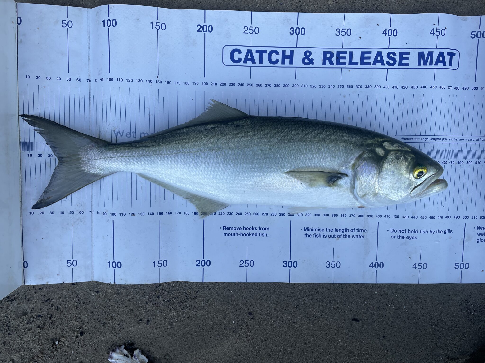 Wading the flats - Fishing World Australia