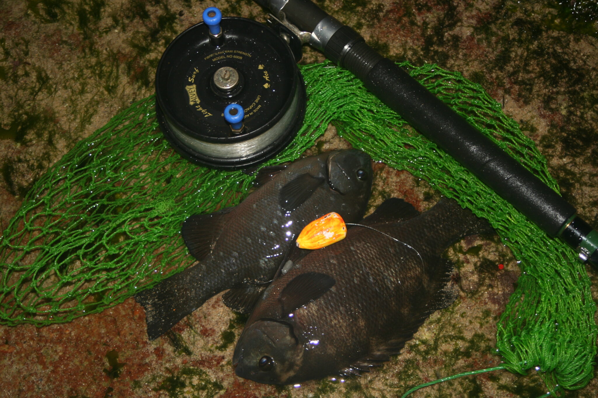 Understanding fish behaviour - Fishing World Australia