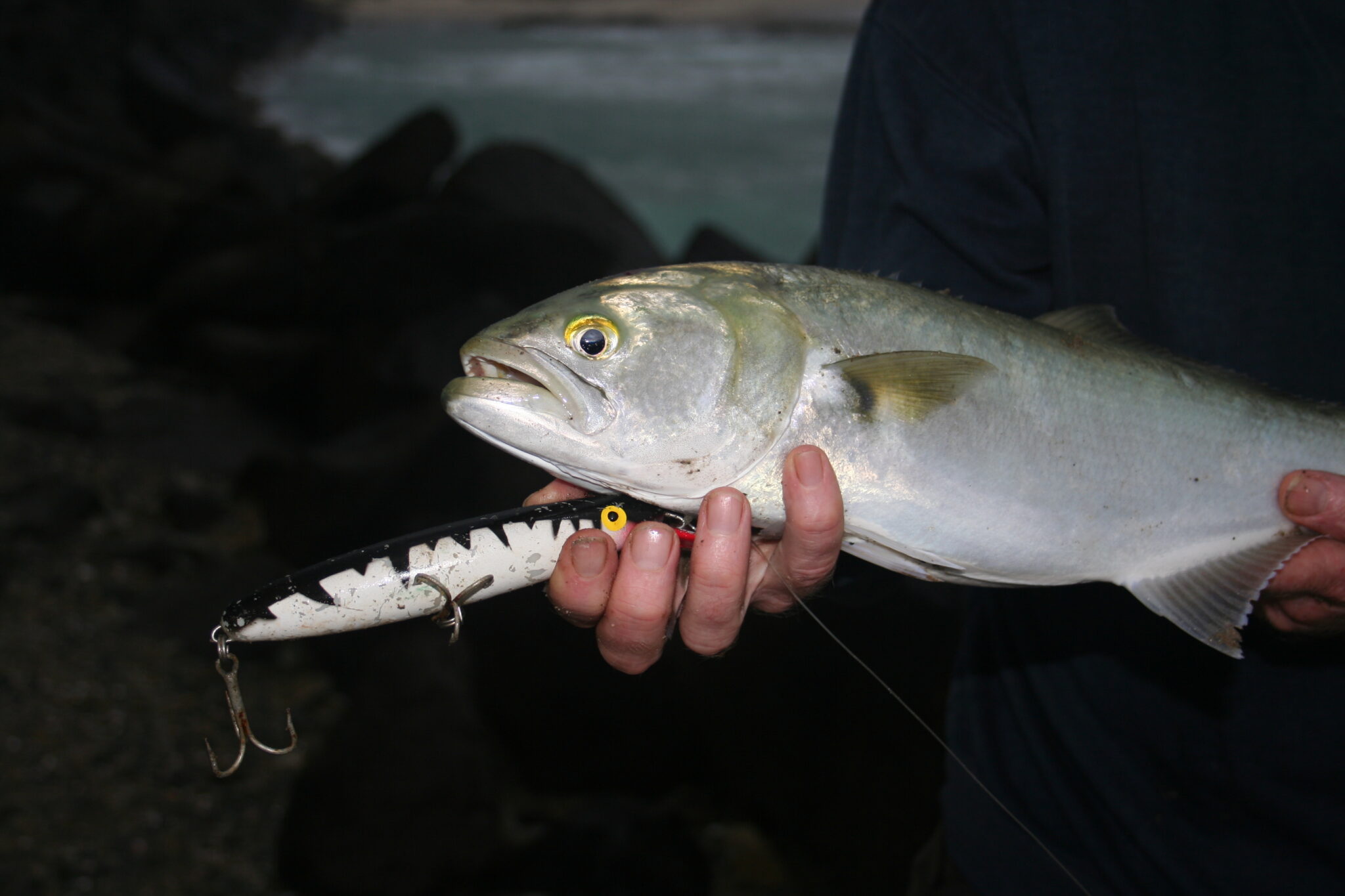 Understanding fish behaviour - Fishing World Australia