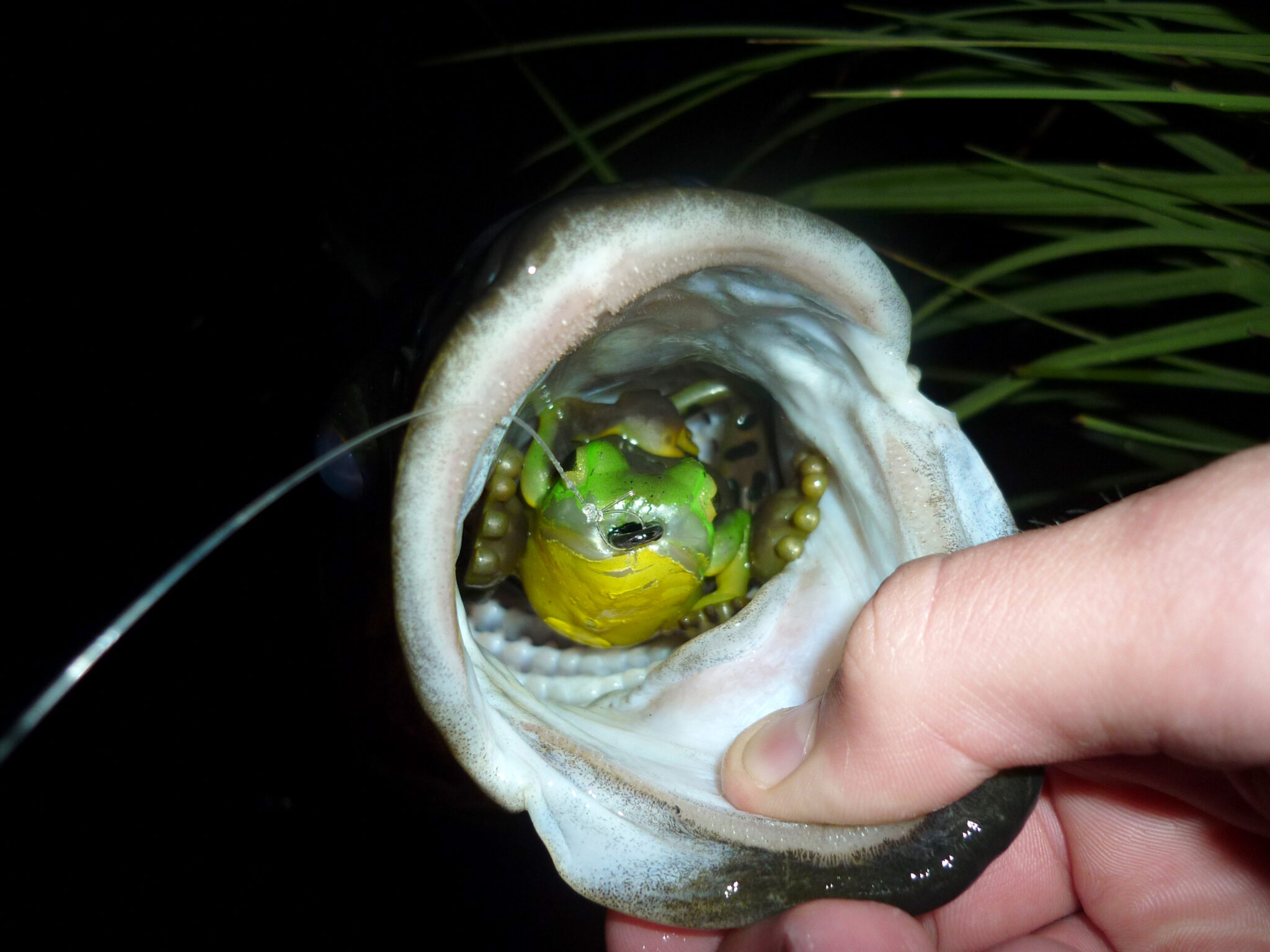 New England Murray cod - Fishing World Australia