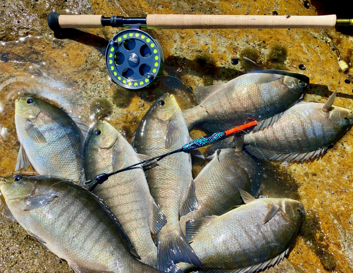 South Coast fishing seasons - Fishing World Australia