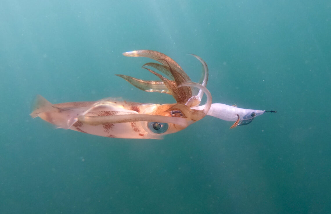 New age squid techniques - Fishing World Australia