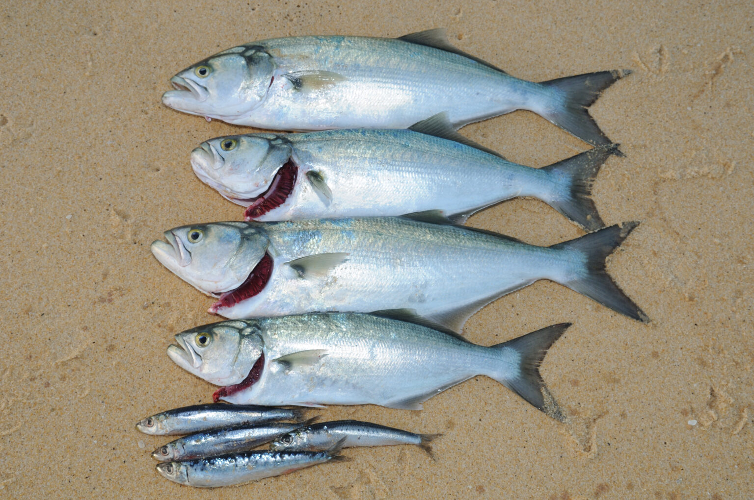 Summer fishing strategies - Fishing World Australia