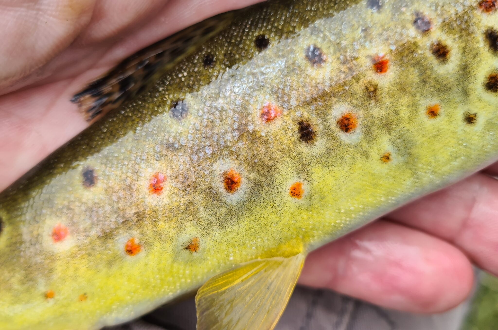 Summer high country trout - Fishing World Australia