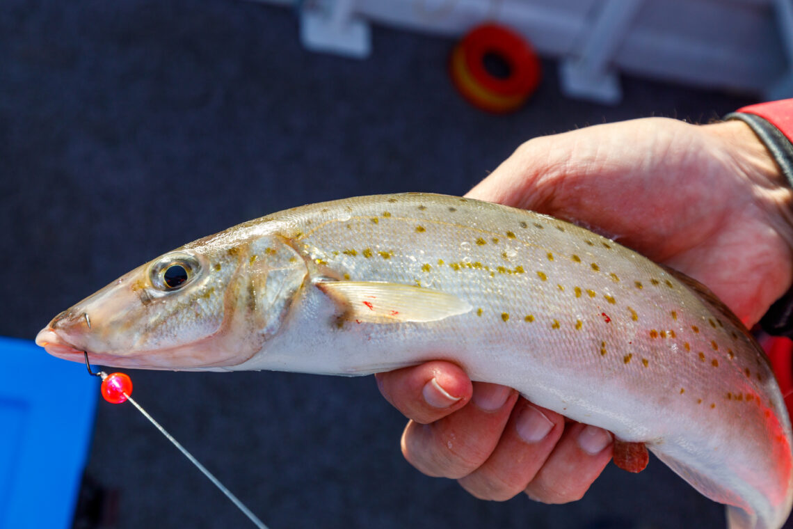 Westernport whiting - Fishing World Australia