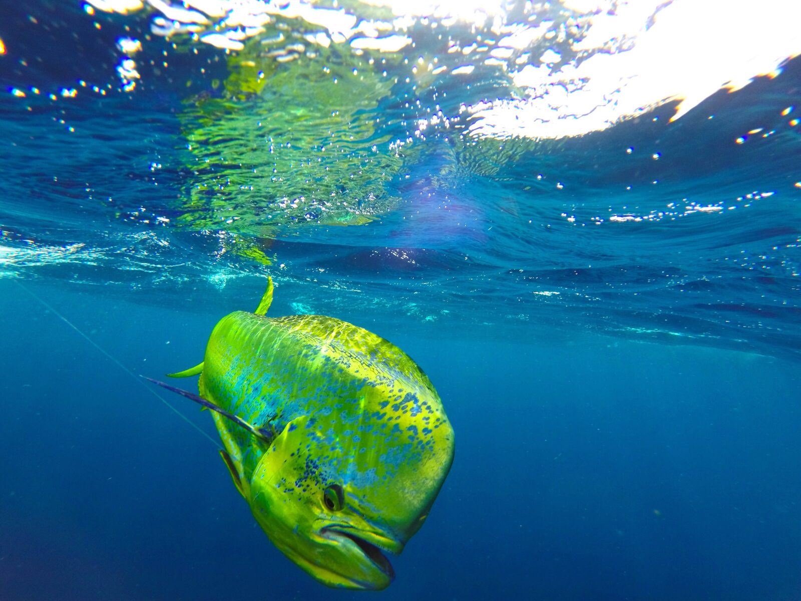 Finding summer game fish - Fishing World Australia