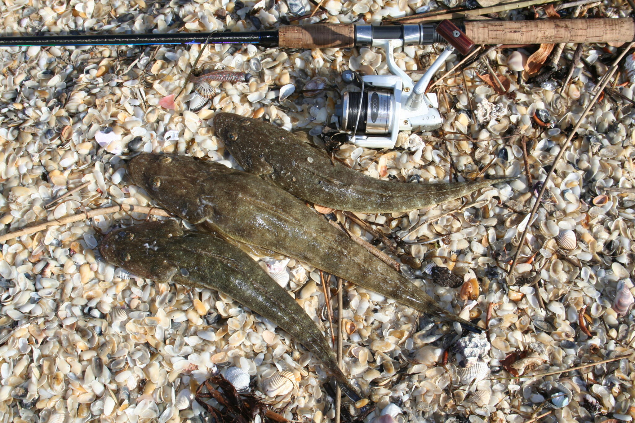 Border beach fishing - Fishing World Australia