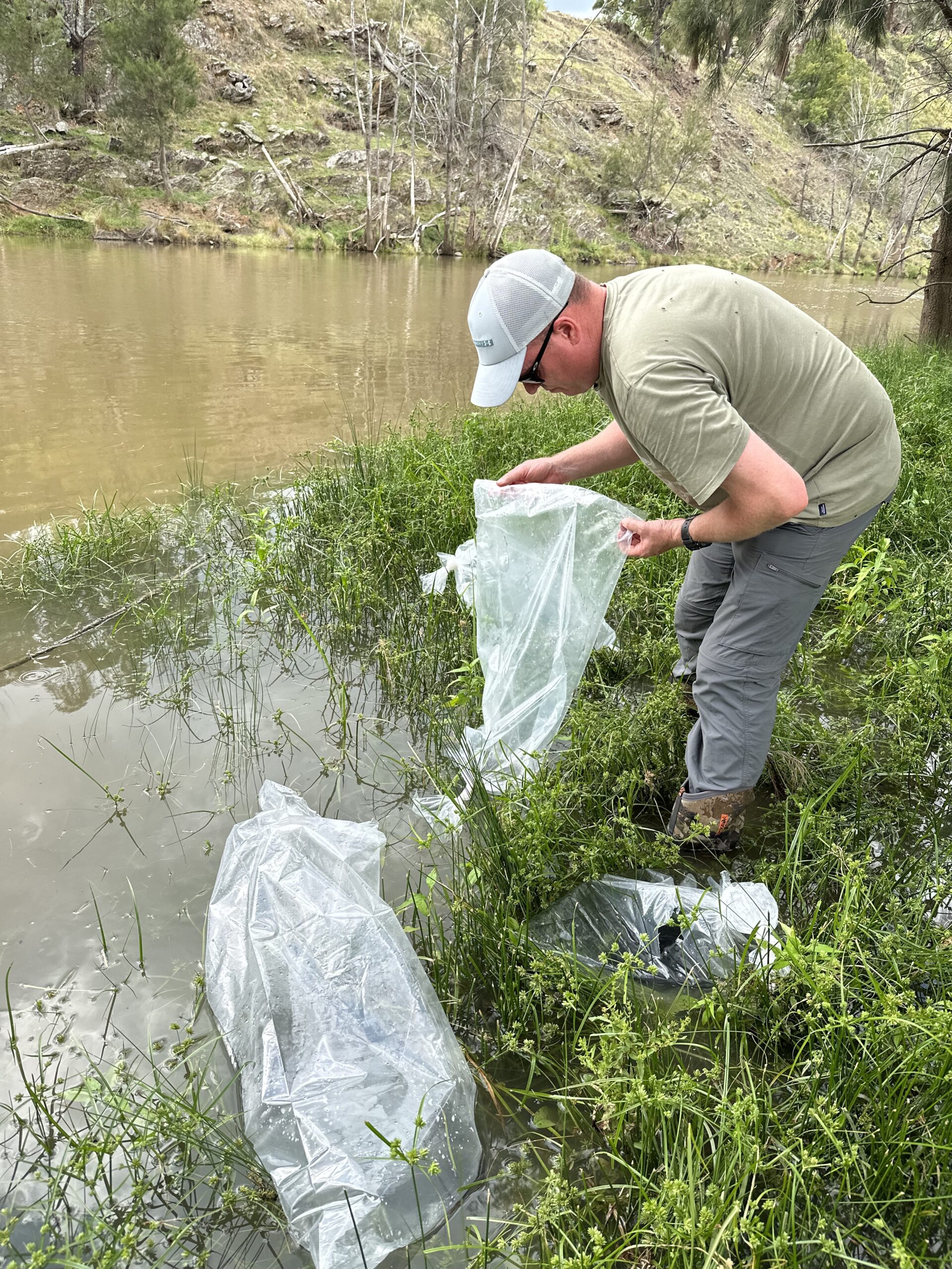 Murray cod and golden perch stocked in the Turon - Fishing World Australia