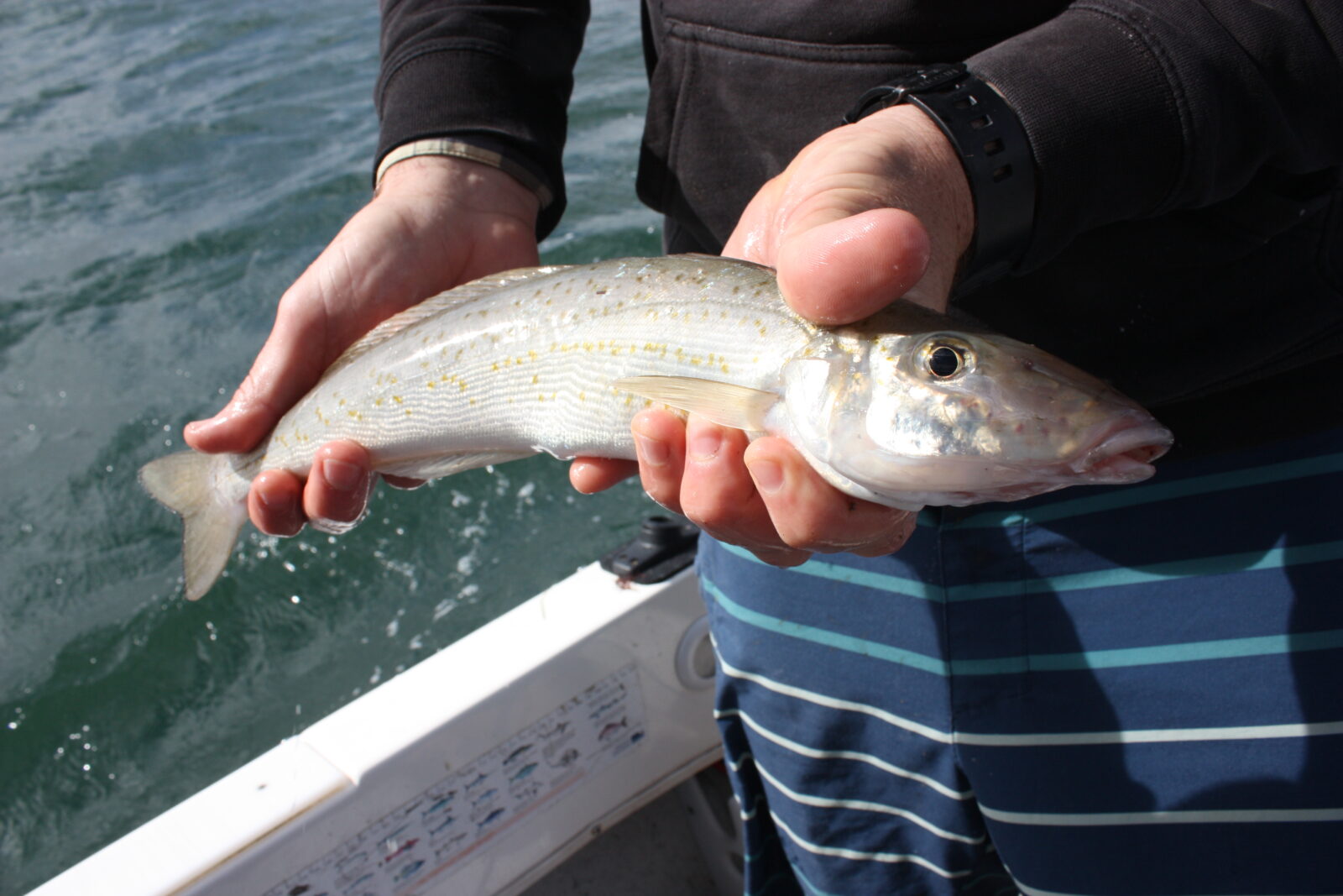 Westernport whiting - Fishing World Australia