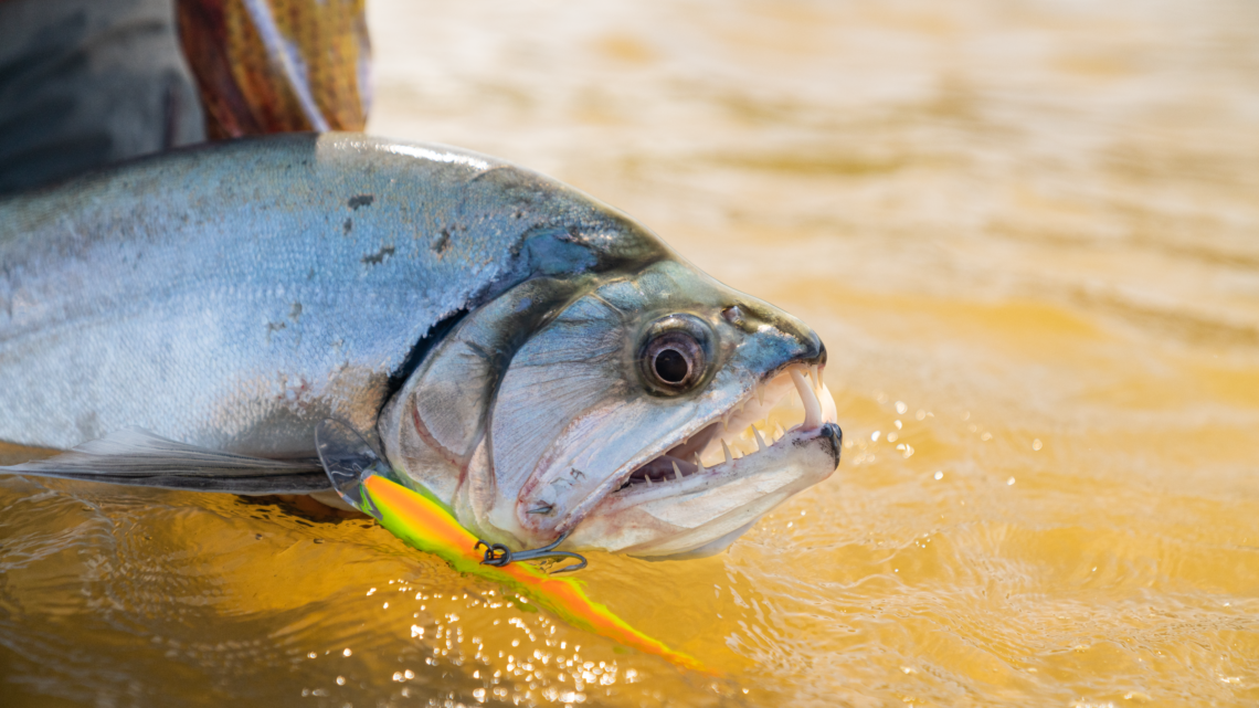 Fishing Colombia - Fishing World Australia
