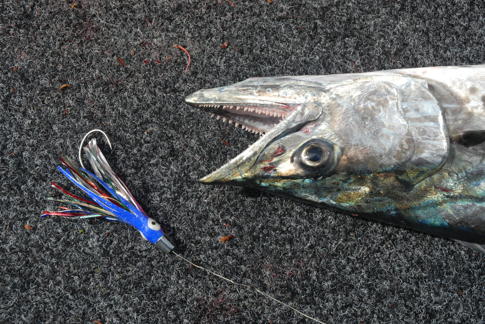 Summer mackerel - Fishing World Australia