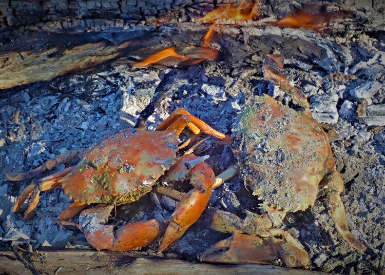 The feral explosion - Fishing World Australia