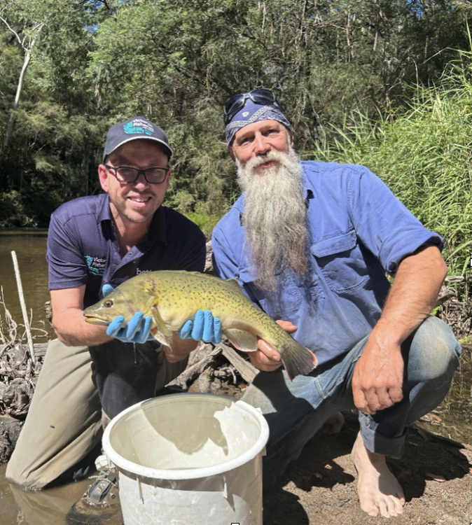 Trout cod reintroduced into the Upper Goulburn River - Fishing World ...