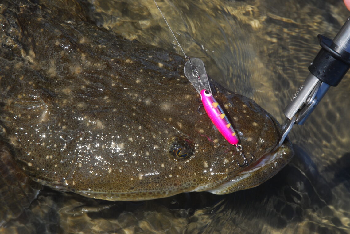 Flathead facts - Fishing World Australia
