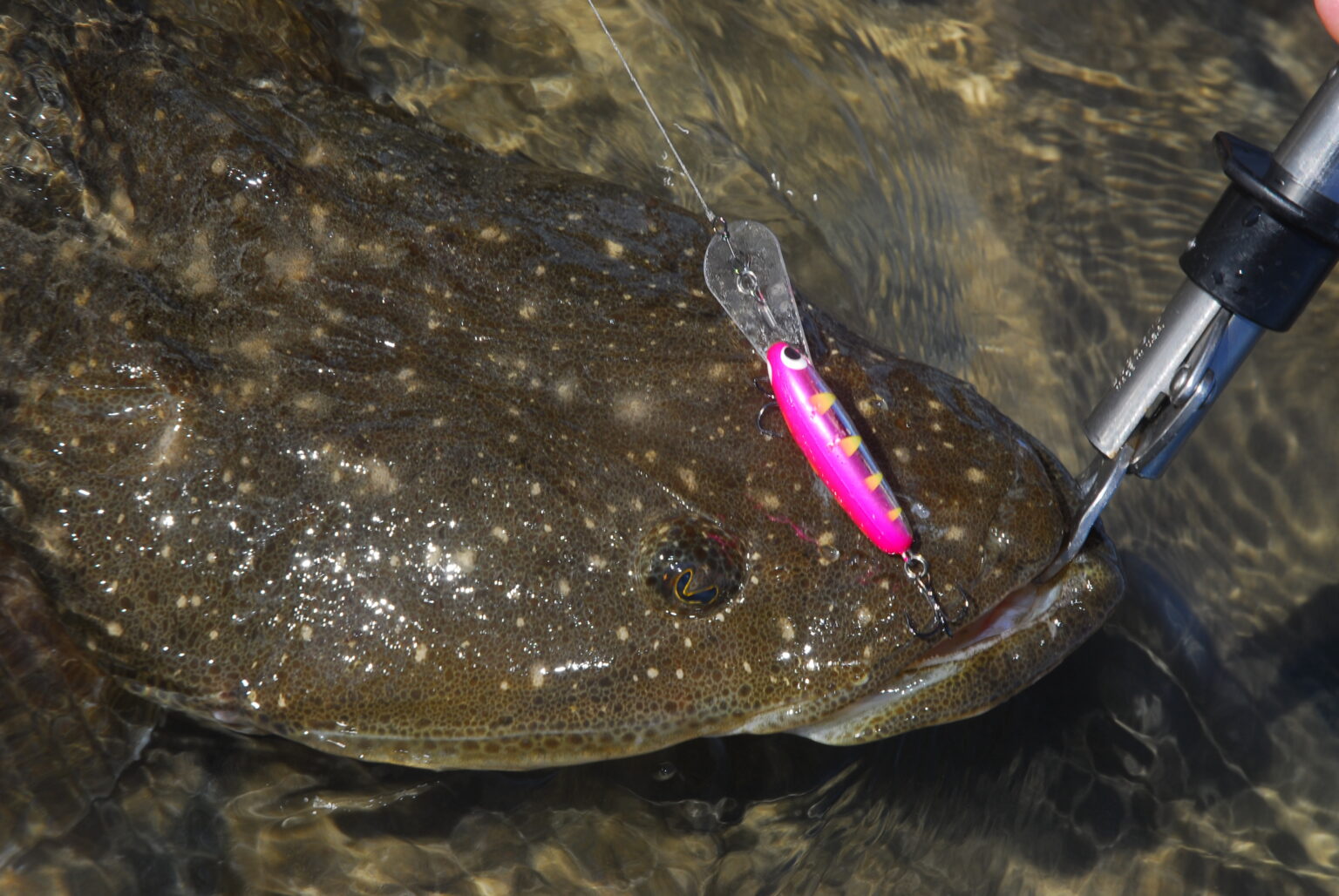Flathead facts - Fishing World Australia